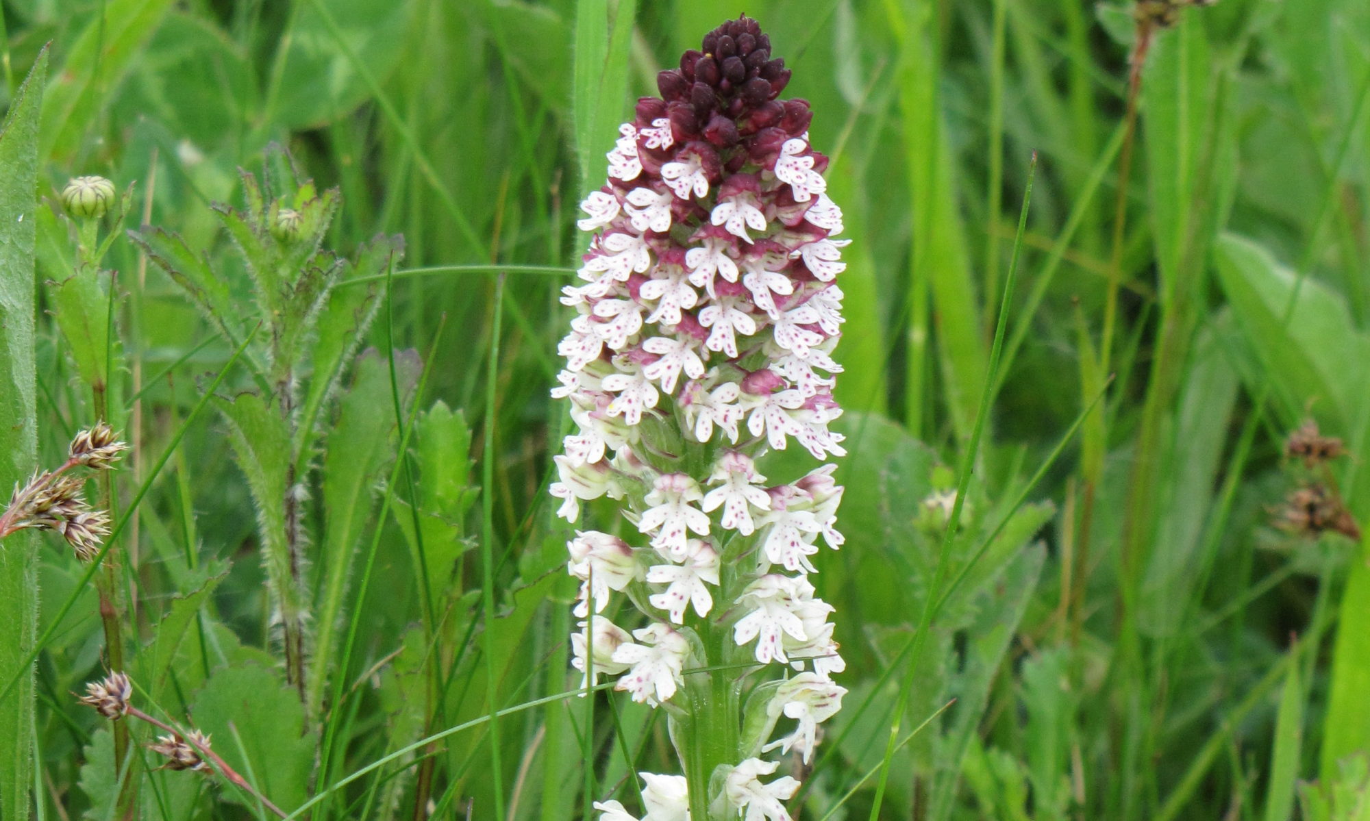 Liane/Grimpant – Fraxinus sp